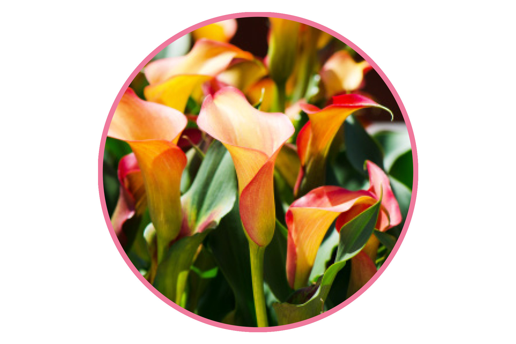 calla-lily