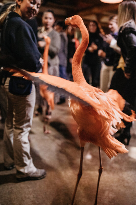 We Are Showing Off Our Favorite “I Do’s" For National Zoo Lovers Day!